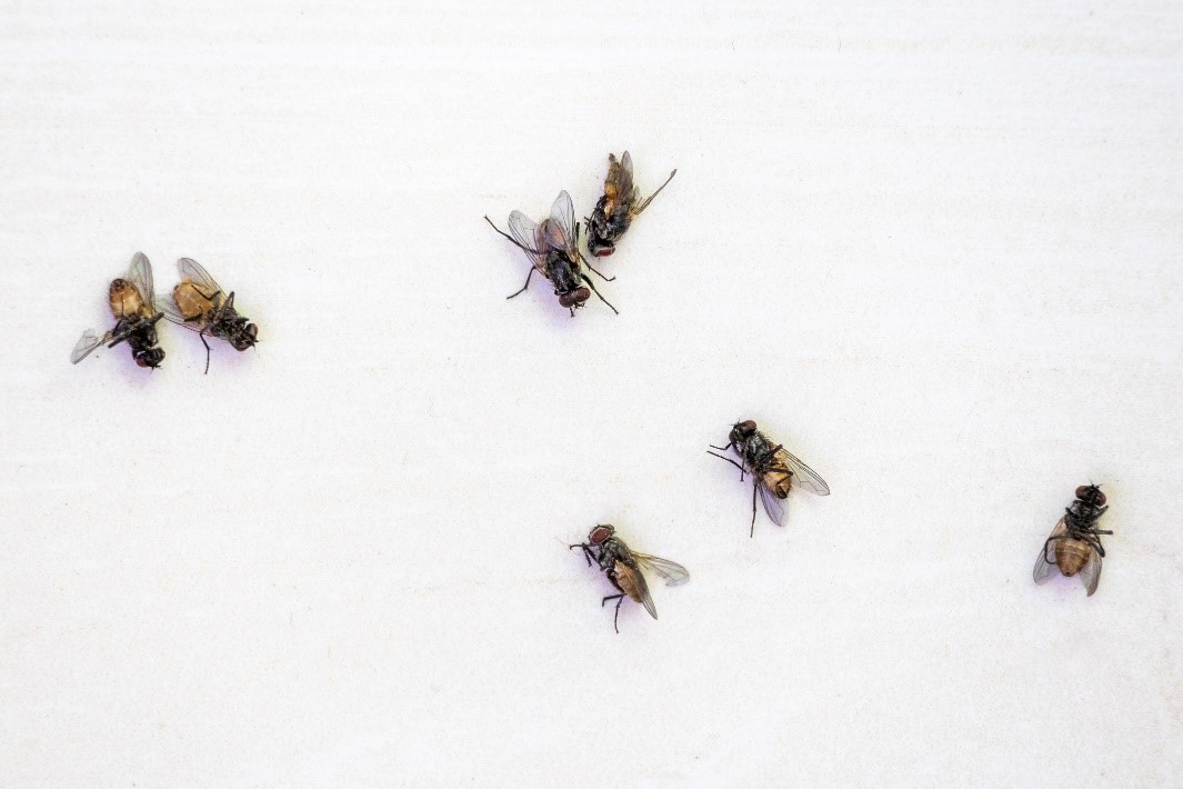 Causes of Fly Infestation | Bennett Termite & Pest Solutions